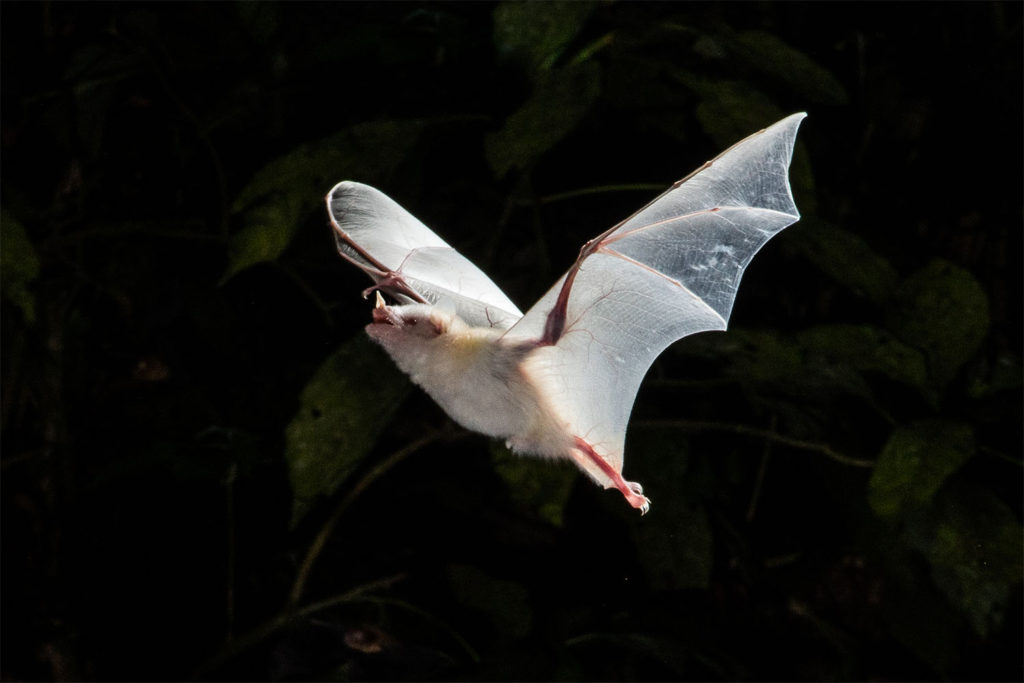 Albino Bat - Zroob.com